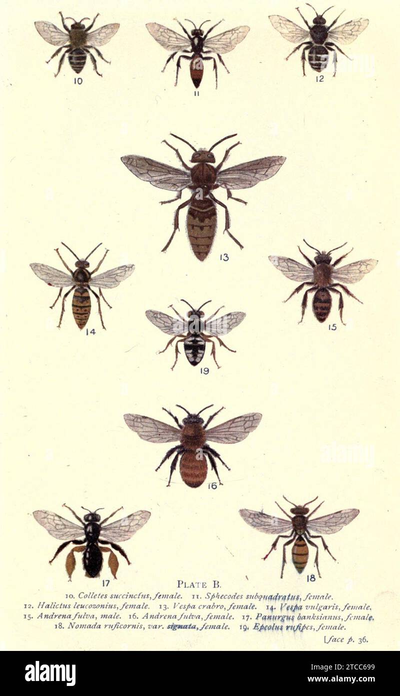 Wild bees, wasps and ants and other stinging insects Stock Photo - Alamy