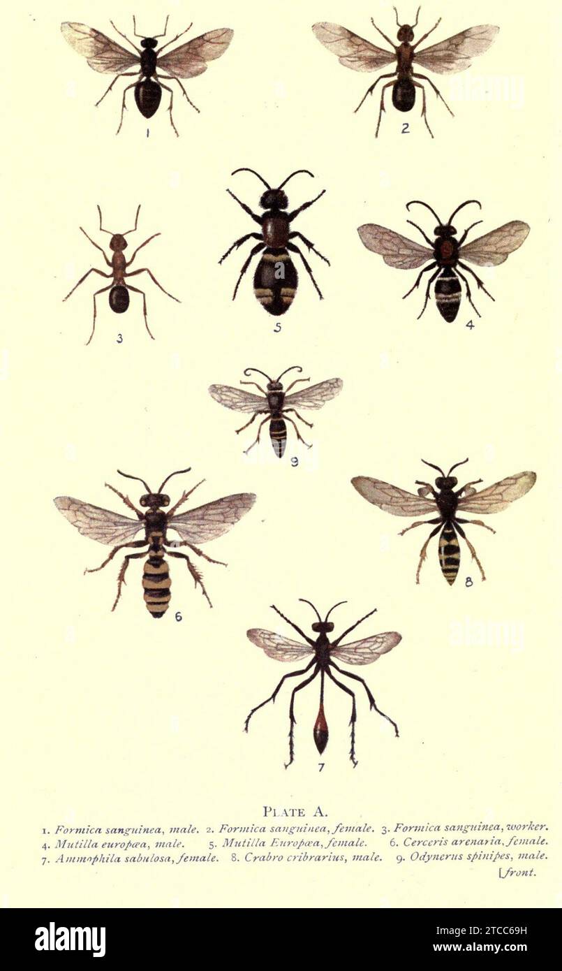 Wild bees, wasps and ants and other stinging insects Stock Photo - Alamy