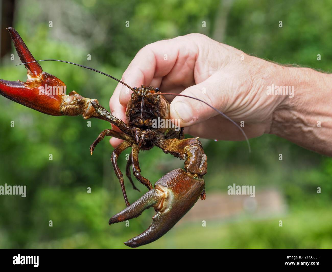 Signal crayfish (Pacifastacus leniusculus), in a hand Stock Photo - Alamy