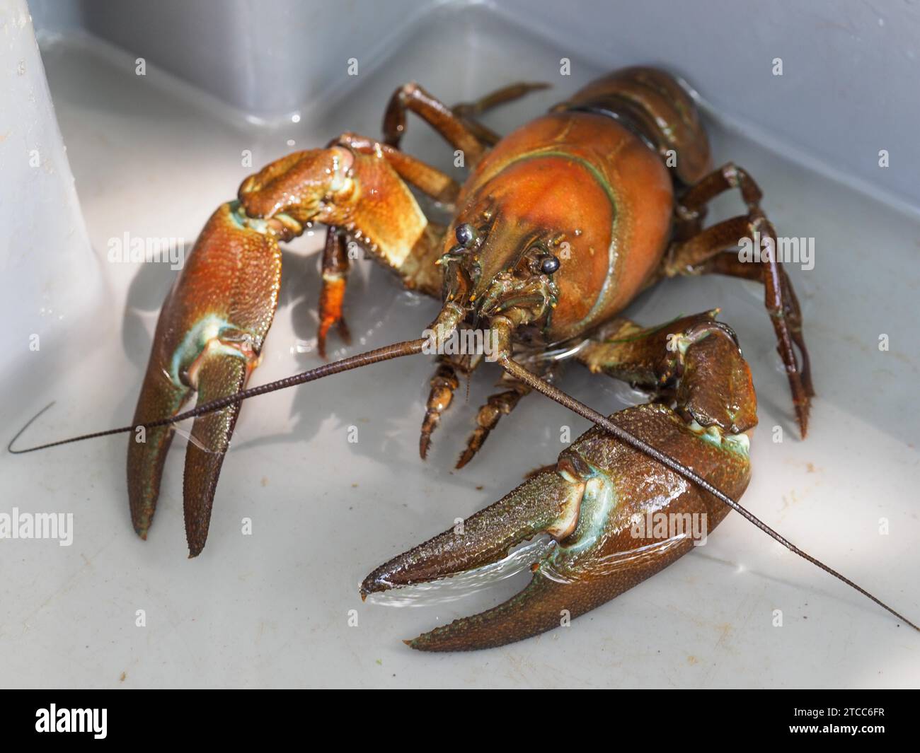 Signal crayfish (Pacifastacus leniusculus), in a water tank Stock Photo ...