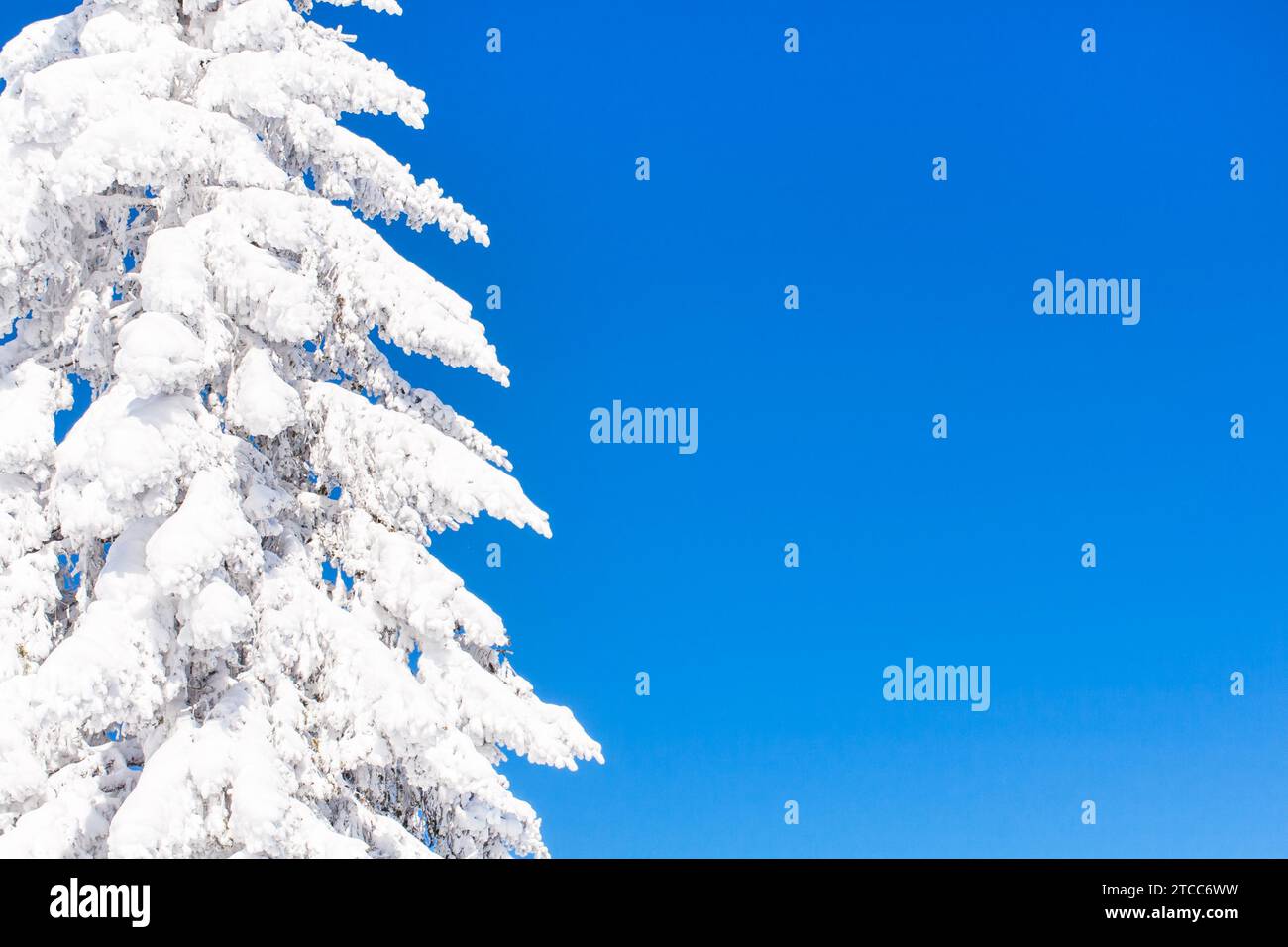 Vibrant winter vacation background with pine tree covered by heavy snow against blue sky with ...