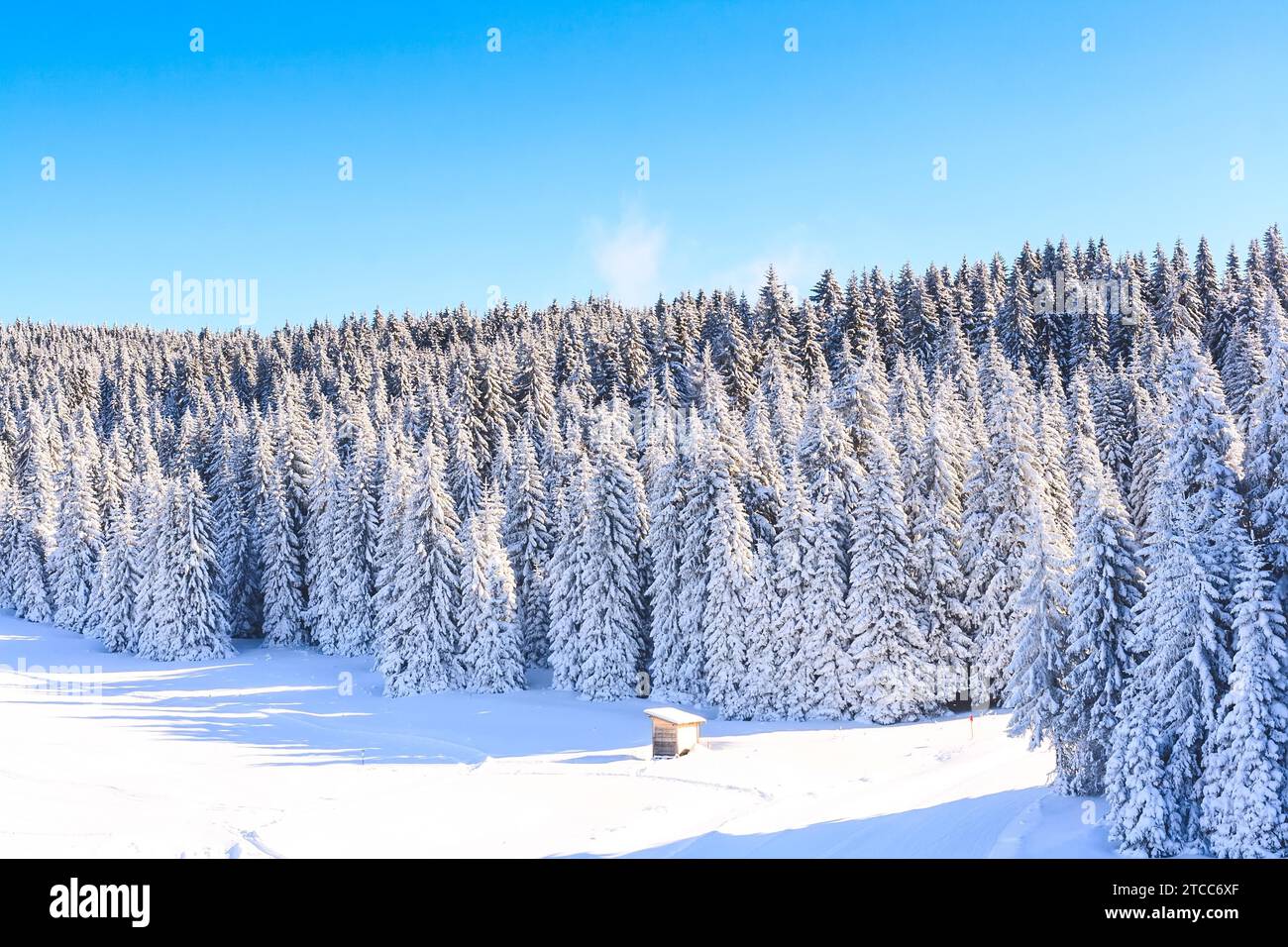 Winter vacation background with pine trees covered by heavy snow and ...