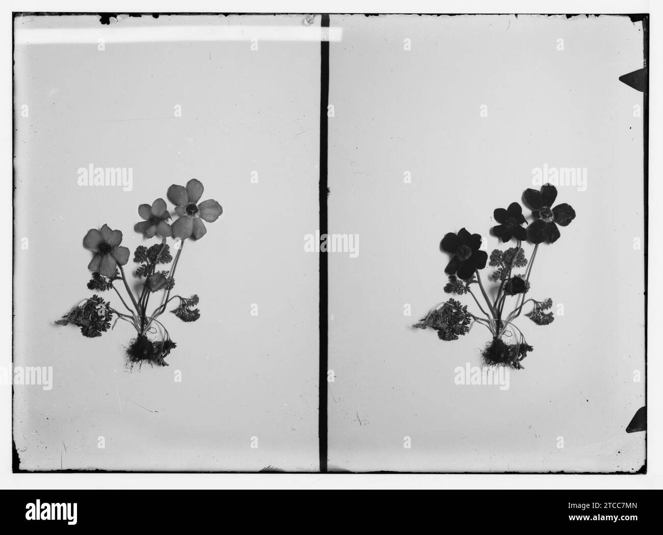 Wild flowers of Palestine. Anemone showing the roots (Anemone coronaria ...