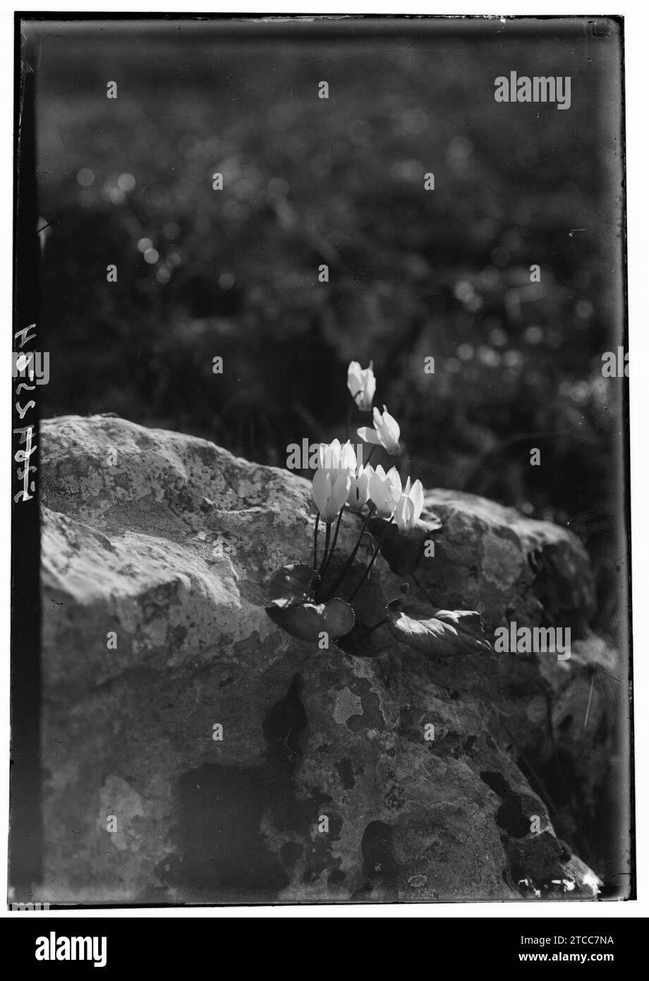 Wild flowers of Palestine. Cyclamen (C. latifolium Sibth. Et Sm Stock ...