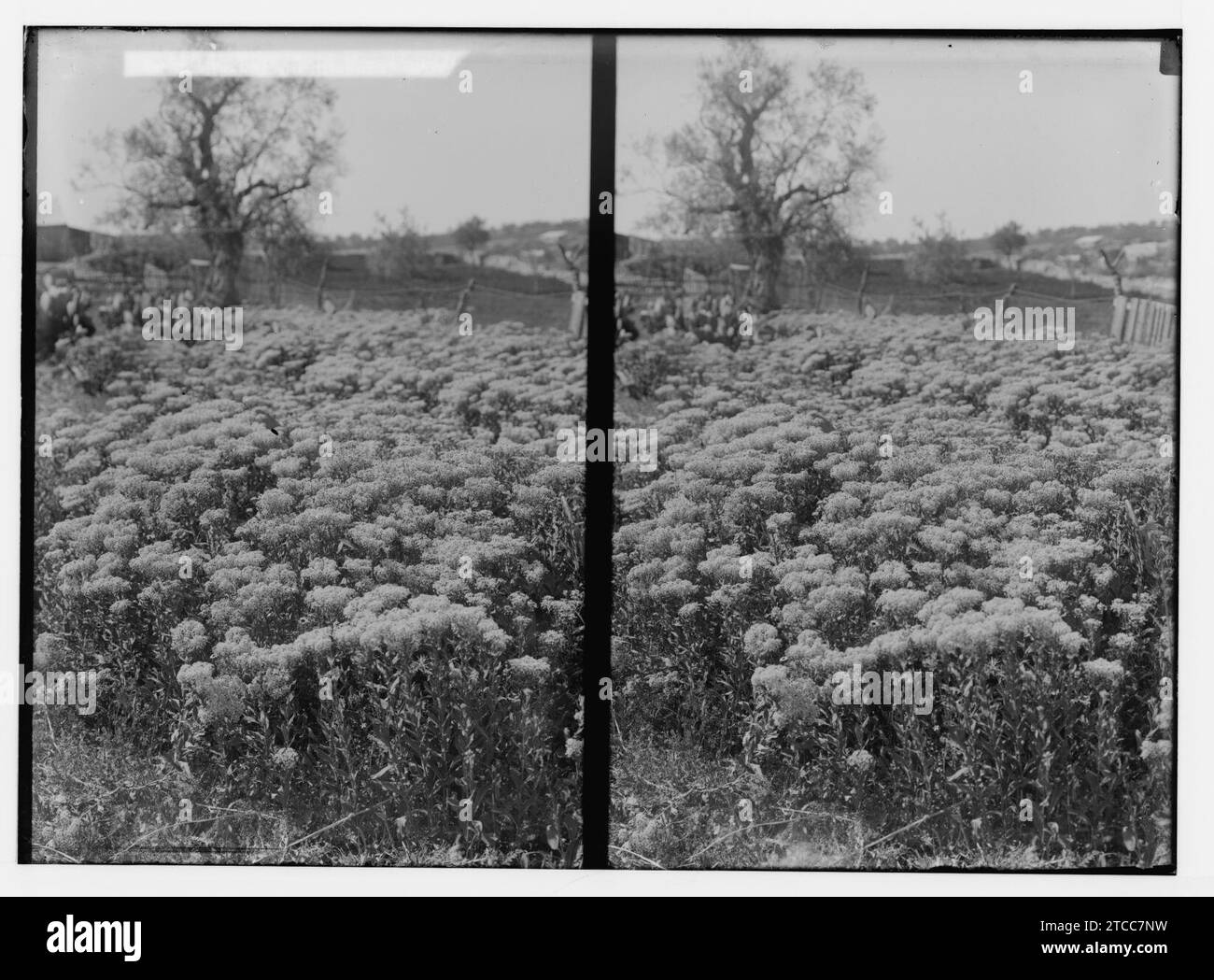 Wild flowers of Palestine. Field of wild peppergrass (Lepidium ...