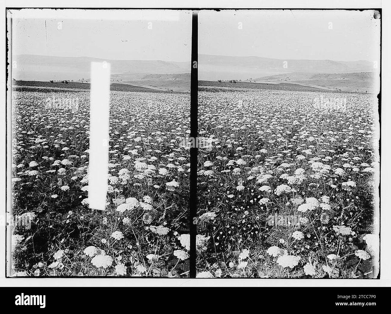 Wild flowers of Palestine. Field of yellow carrot (Daucus aureus Desf ...