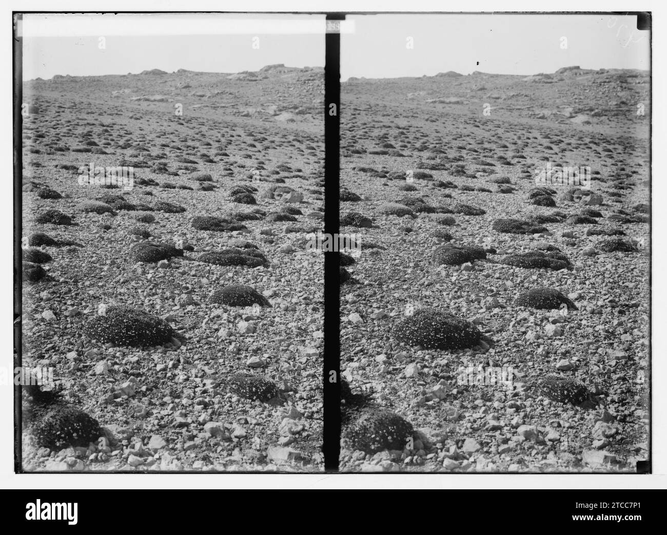 Wild flowers of Palestine. Field of prickly sea-lavender (Acantholimon ...