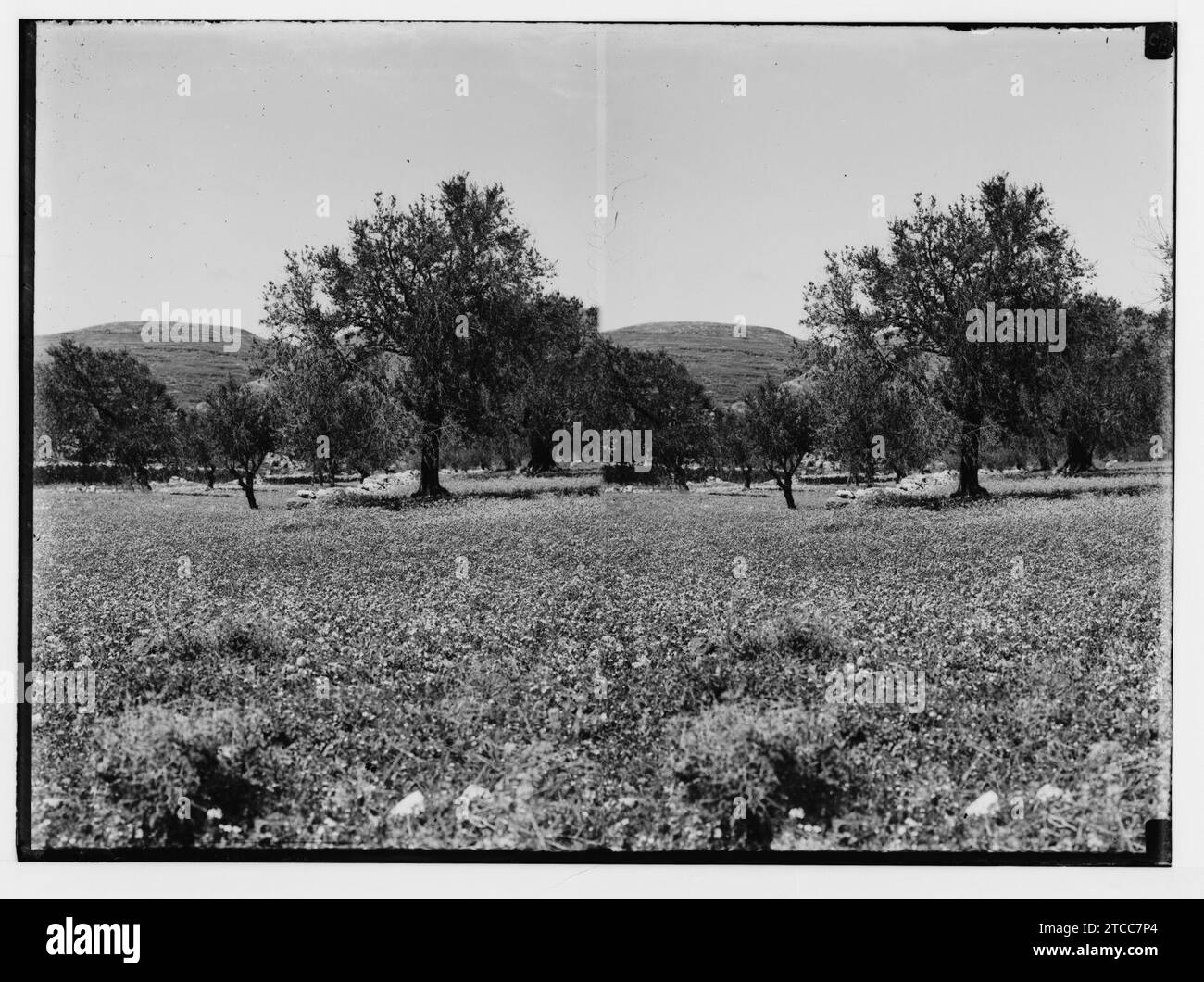 Wild flowers of Palestine. Field of Egyptian pinks (Silene aegyptiaca L ...