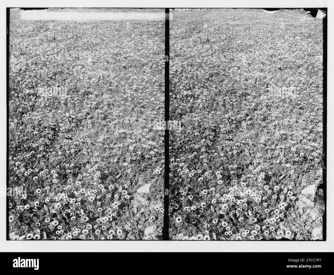 Wild flowers of Palestine. Field of chrysanthemums (C. coronarium L ...