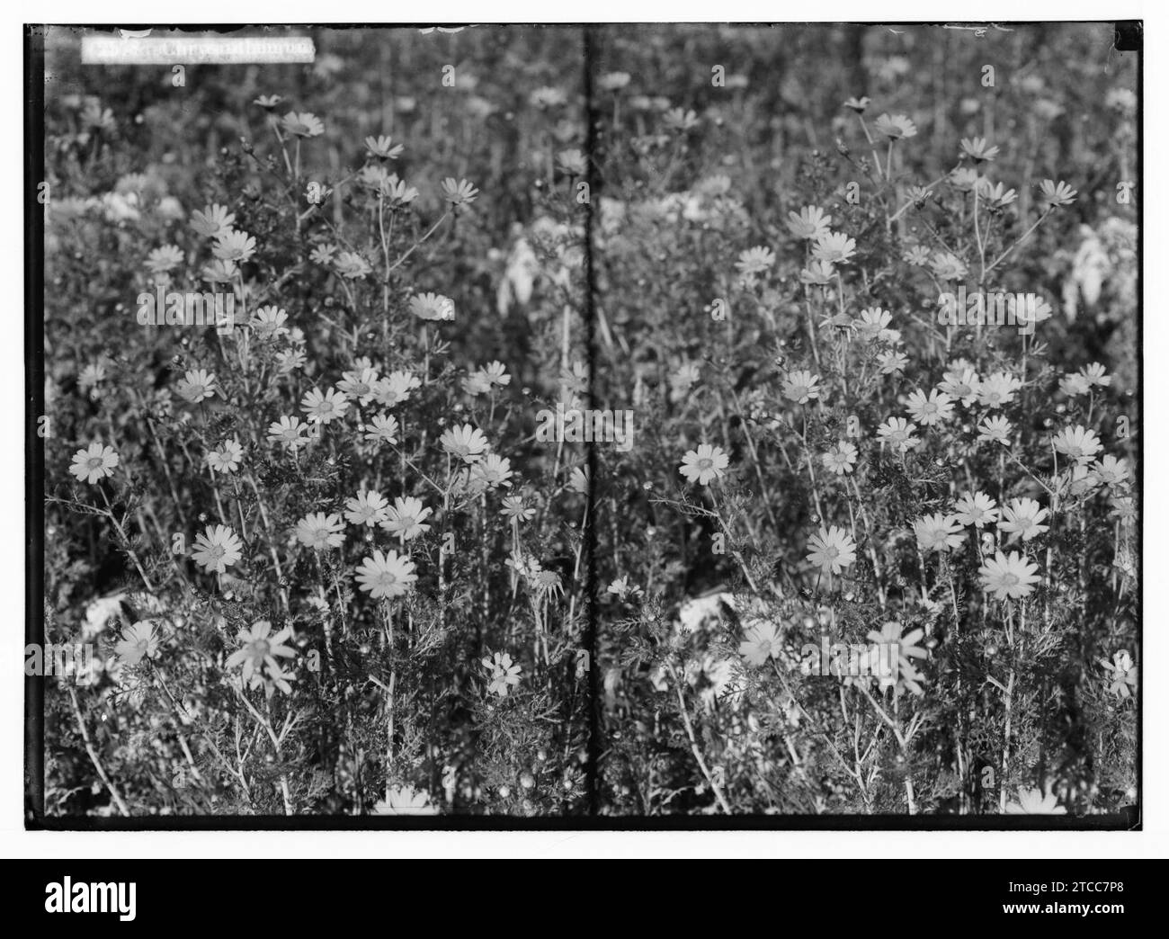 Wild flowers of Palestine. Chrysanthemum, corn-marigold (C. coronarium ...