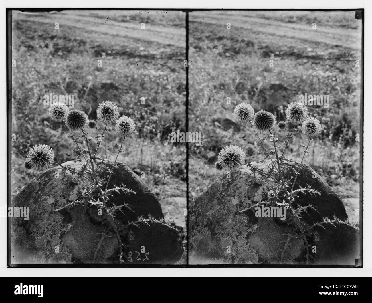 Wild flowers of Palestine. Globe-thistle, large. (E. sphaerocephalus L ...