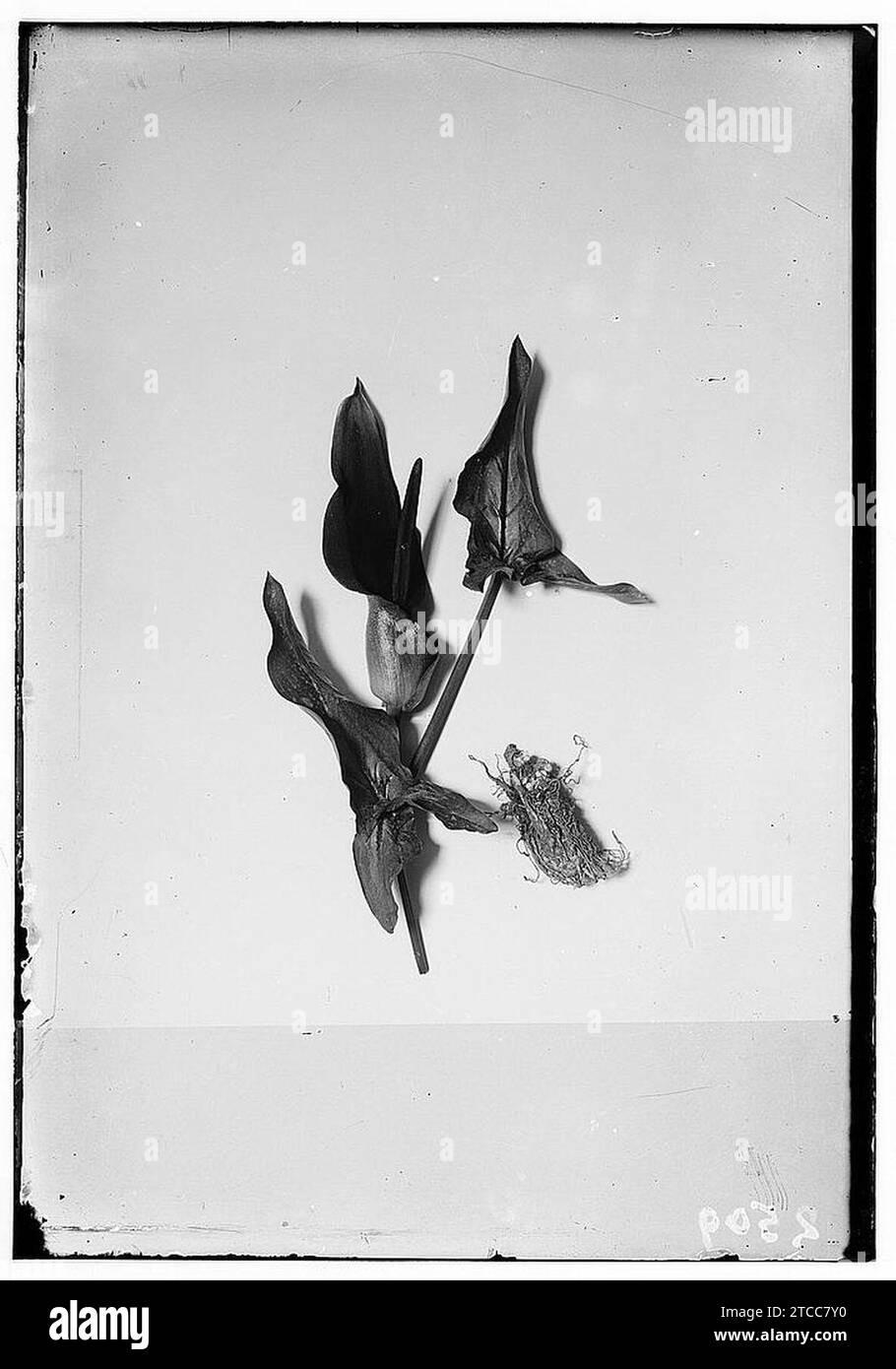 Wild flowers of Palestine. Palestine arums (Arum palaestinum Boiss ...