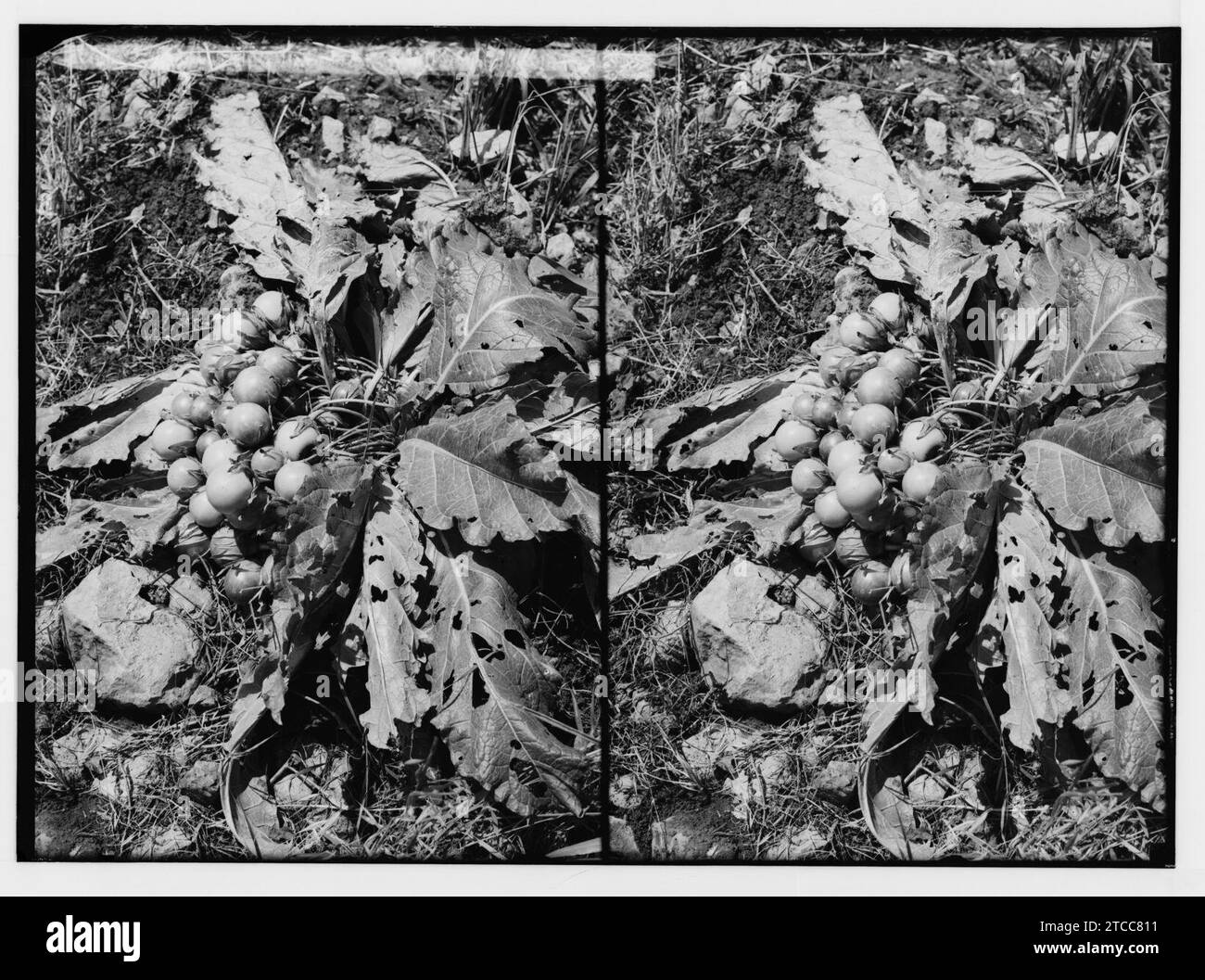 Wild flowers of Palestine. Mandrake with fruit (Mandragora officinarum ...