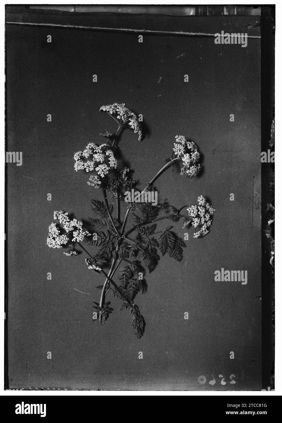 Wild flowers of Palestine. Poison hemlock (Conium maculatum L Stock ...