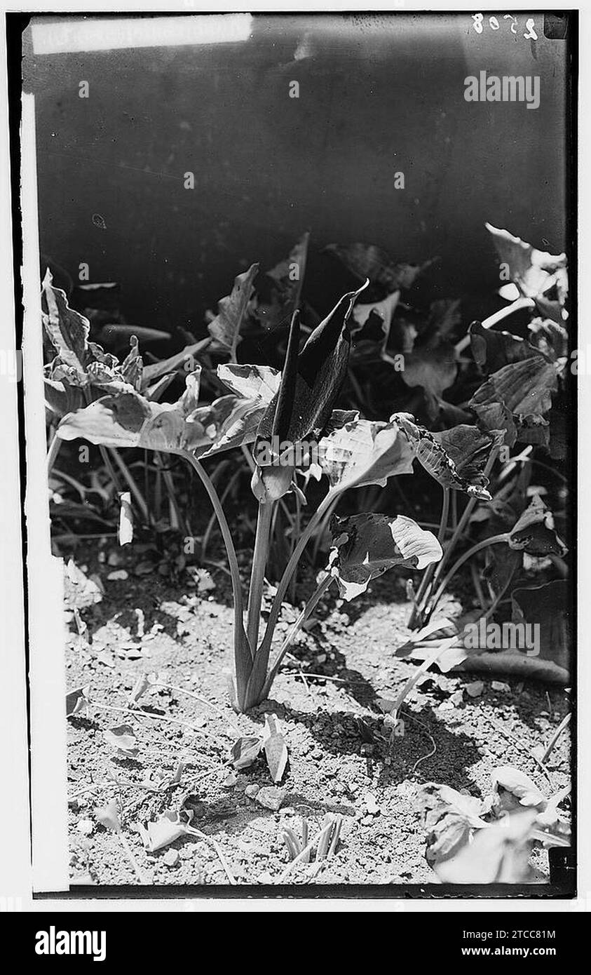 Wild flowers of Palestine. Palestine arum (Arum palaestinum Boiss Stock ...