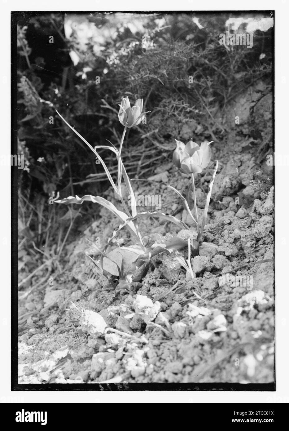 Wild flowers of Palestine. Tulip (Tulipa Montana Lindl Stock Photo - Alamy