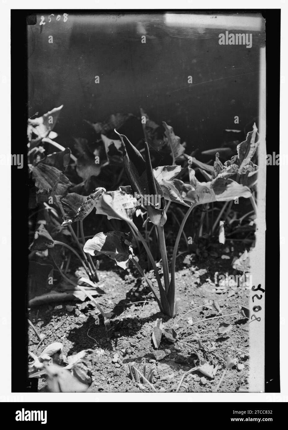 Wild flowers of Palestine. Palestine arum (Arum palaestinum Boiss Stock ...