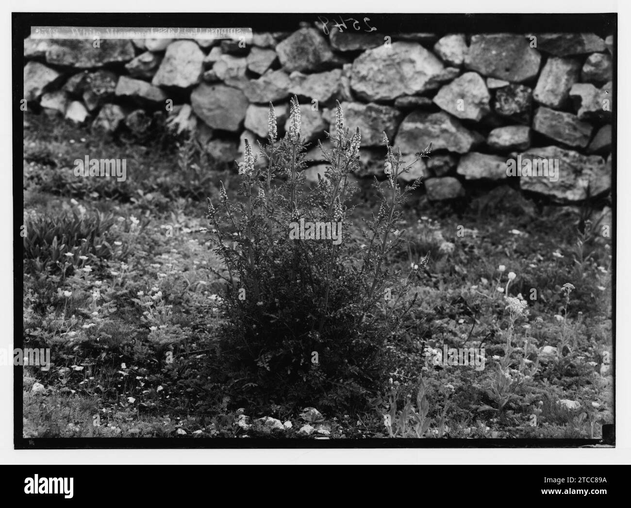 Wild flowers of Palestine. White mignonette (Reseda alba L Stock Photo ...