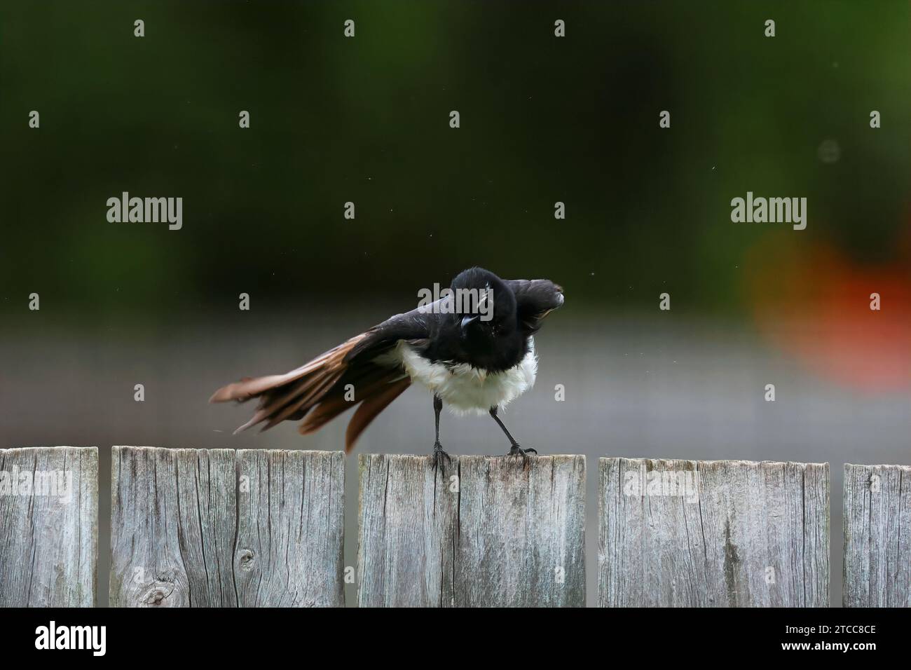 Cute wild birds outside in nature doing bird things. Feathers, wings ...