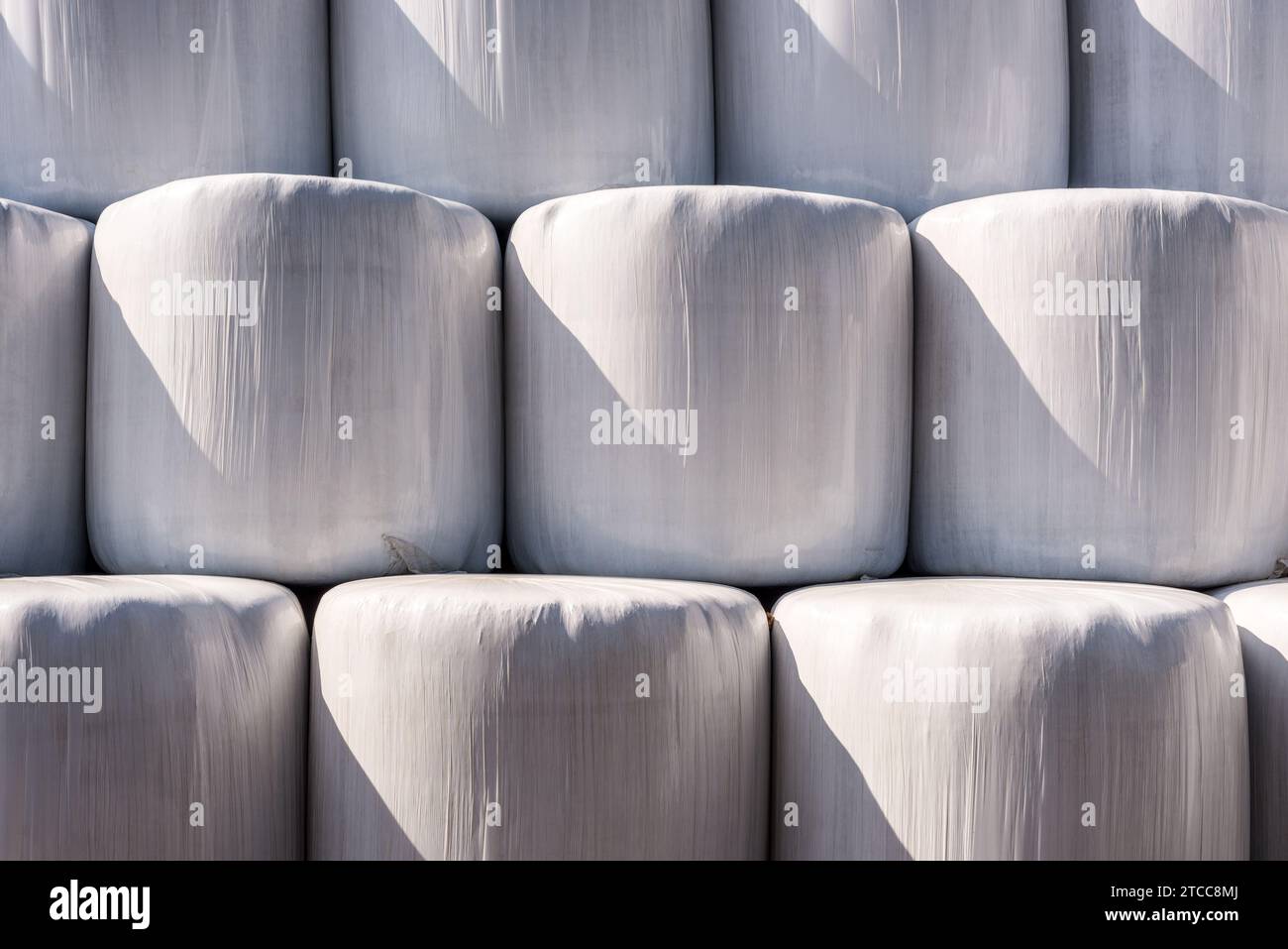 Haylage bales wrapped in white foil will provide food for farm animals ...