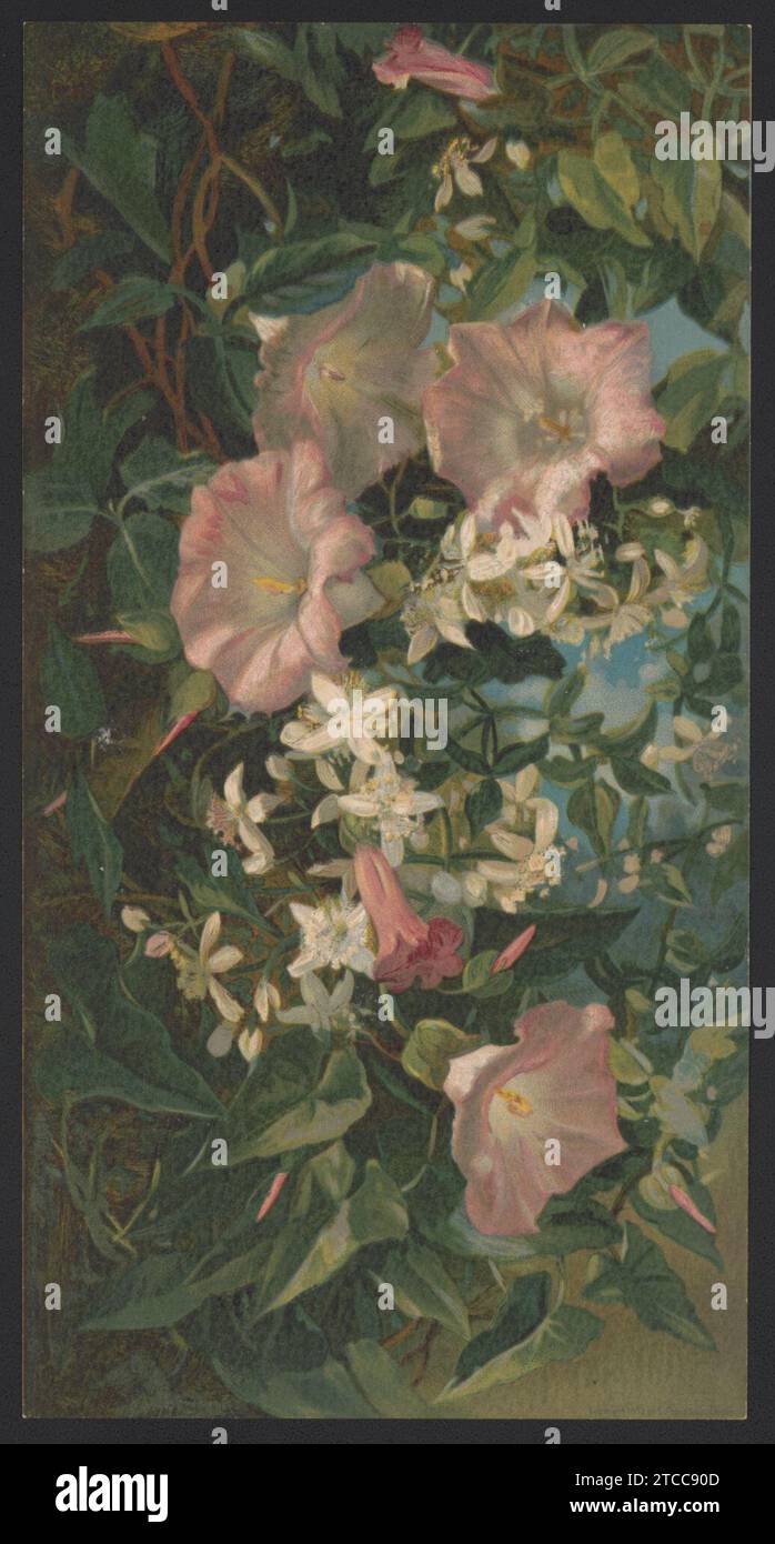 Wild morning glories and clematis - after Julia Dillon Stock Photo - Alamy