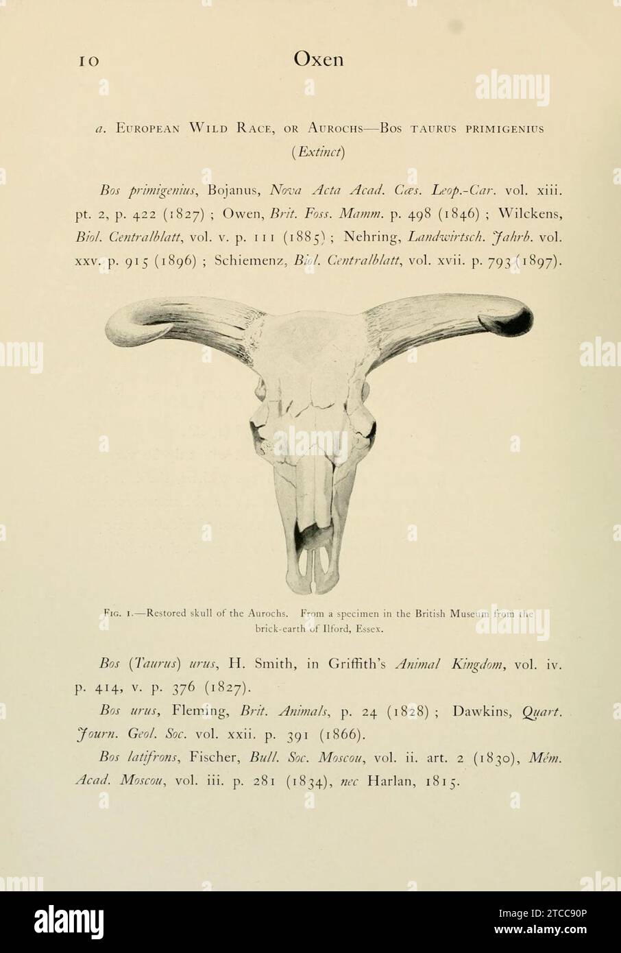 Wild oxen, sheep and goats of all lands, living and extinct (Page 10 ...