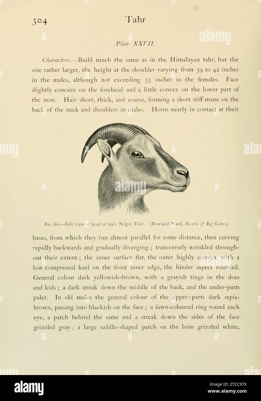 Wild oxen, sheep and goats of all lands, living and extinct (Page 304 ...
