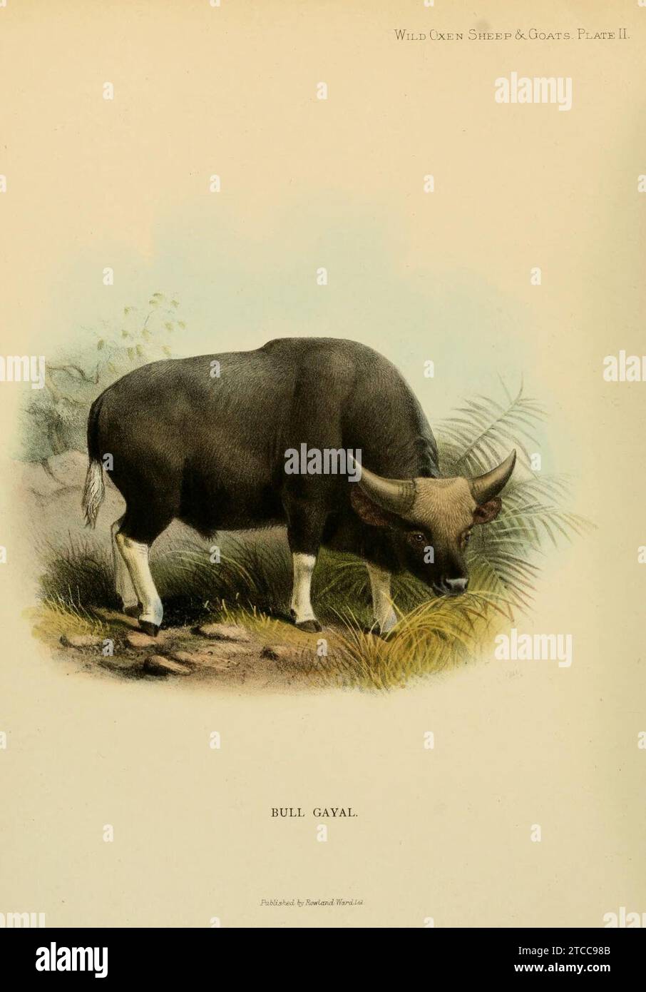 Wild oxen, sheep and goats of all lands, living and extinct (Plate II ...