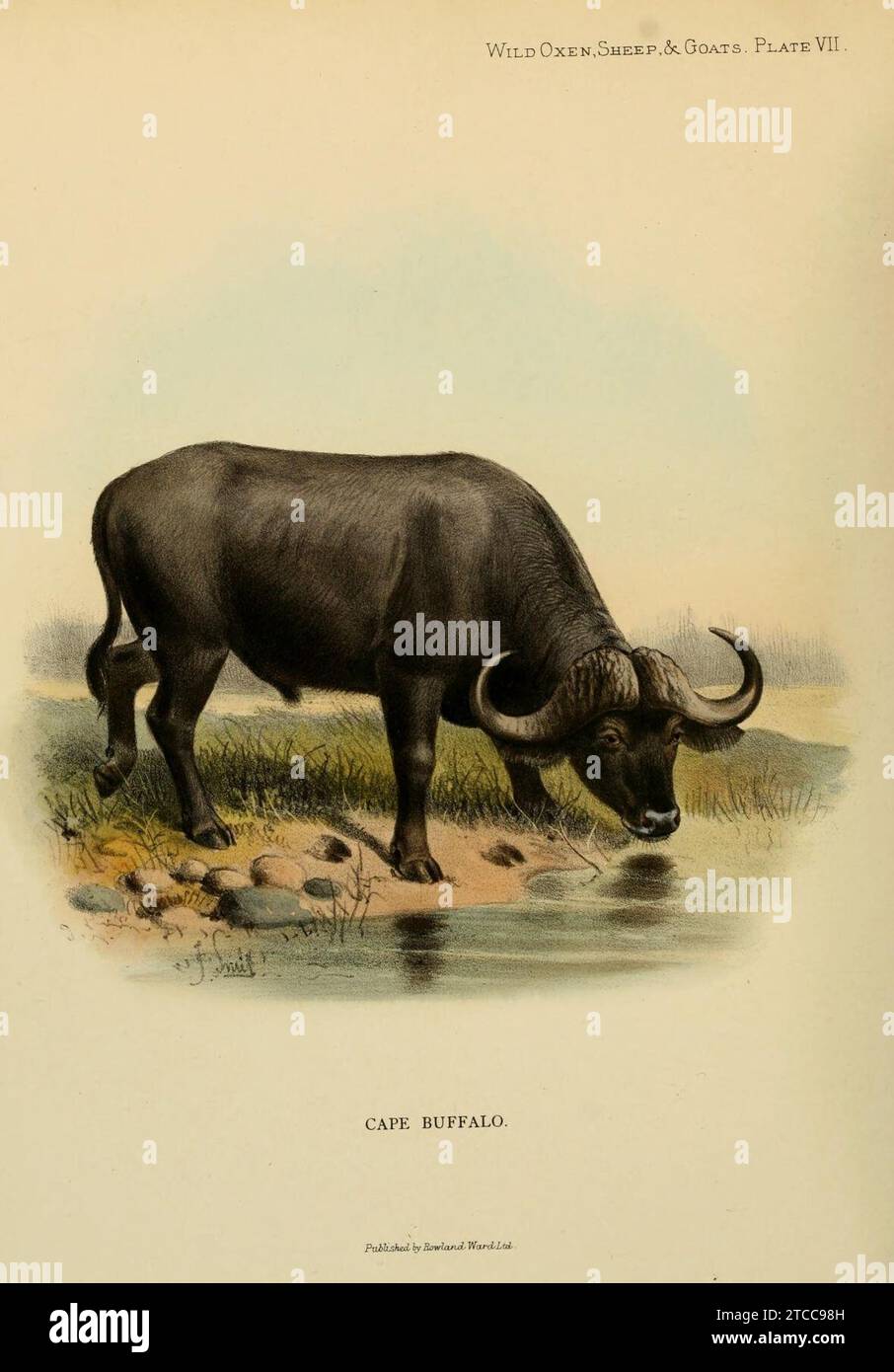 Wild oxen, sheep and goats of all lands, living and extinct (Plate VII Stock Photo - Alamy