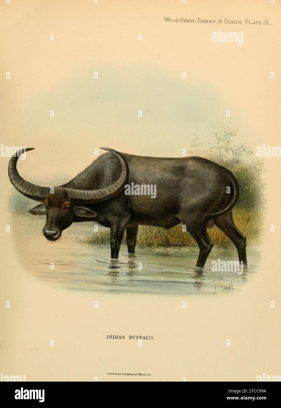 Wild oxen, sheep and goats of all lands, living and extinct (Plate IX ...