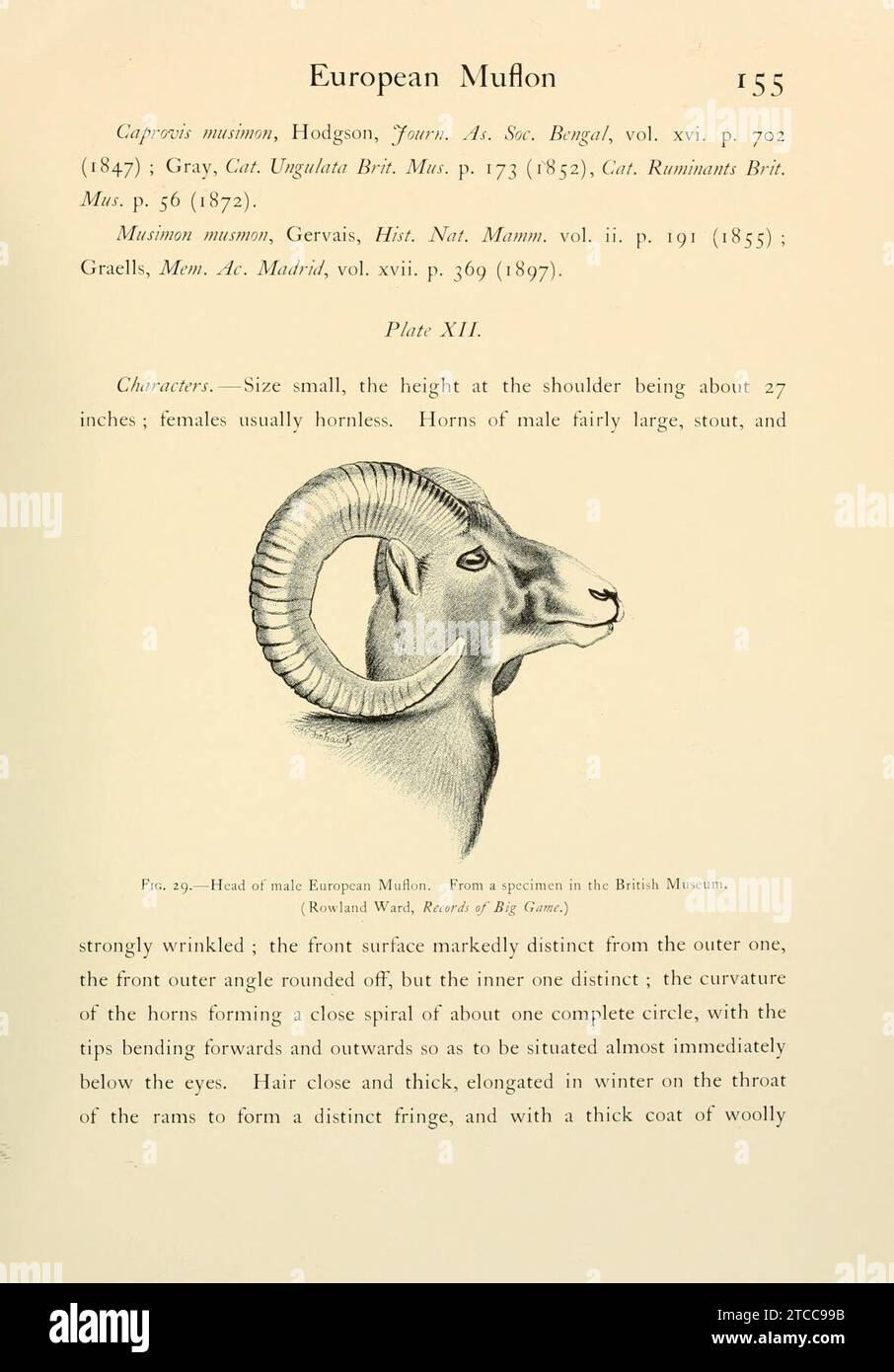 Wild oxen, sheep and goats of all lands, living and extinct (Page 155 ...