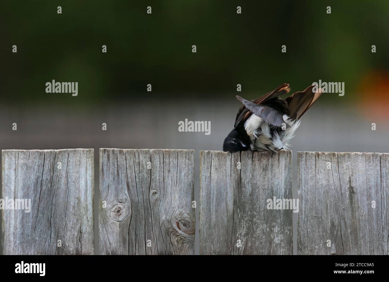 Cute wild birds outside in nature doing bird things. Feathers, wings ...