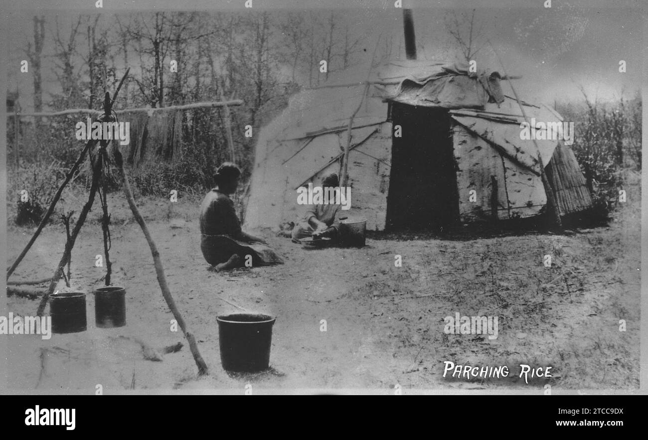 Wild rice harvesting and processing Stock Photo - Alamy