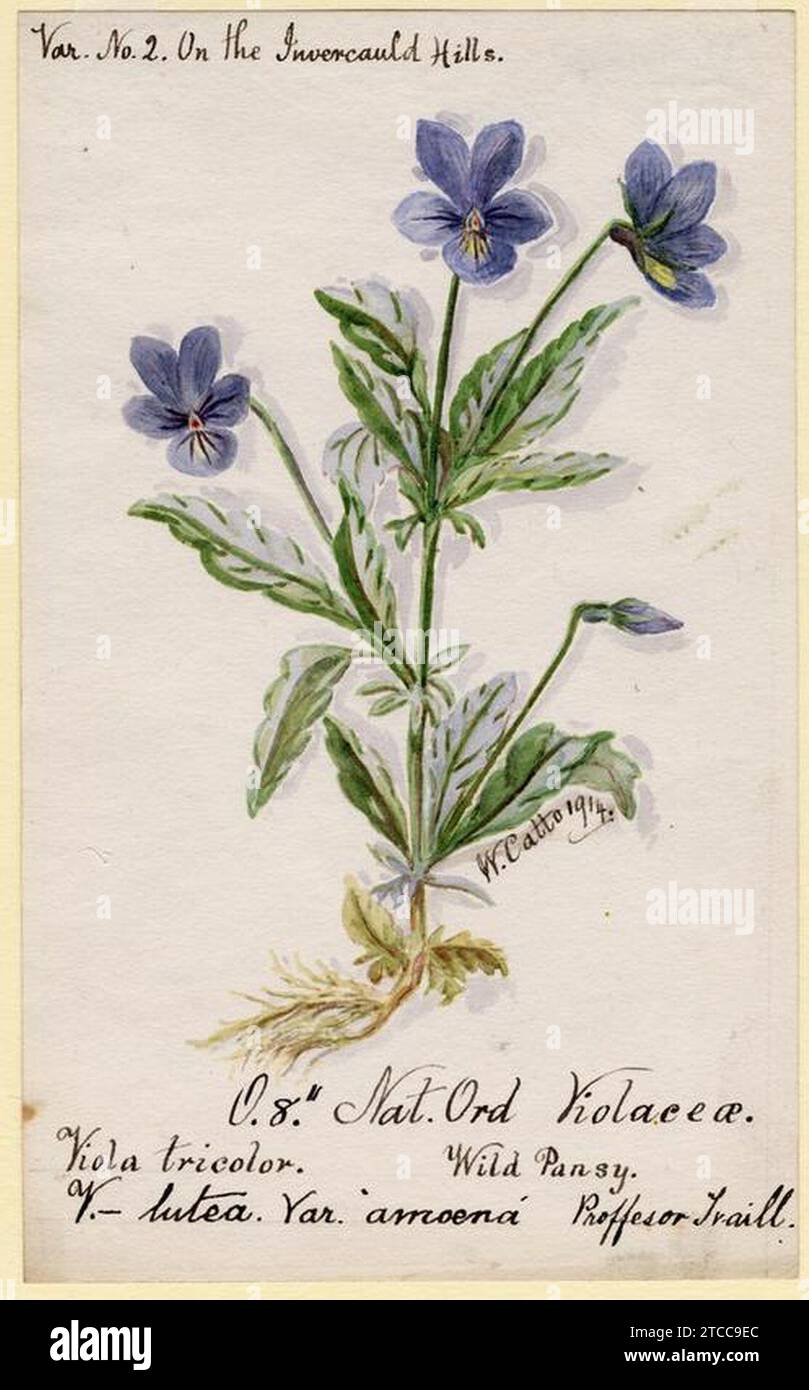 William catto hi-res stock photography and images - Alamy