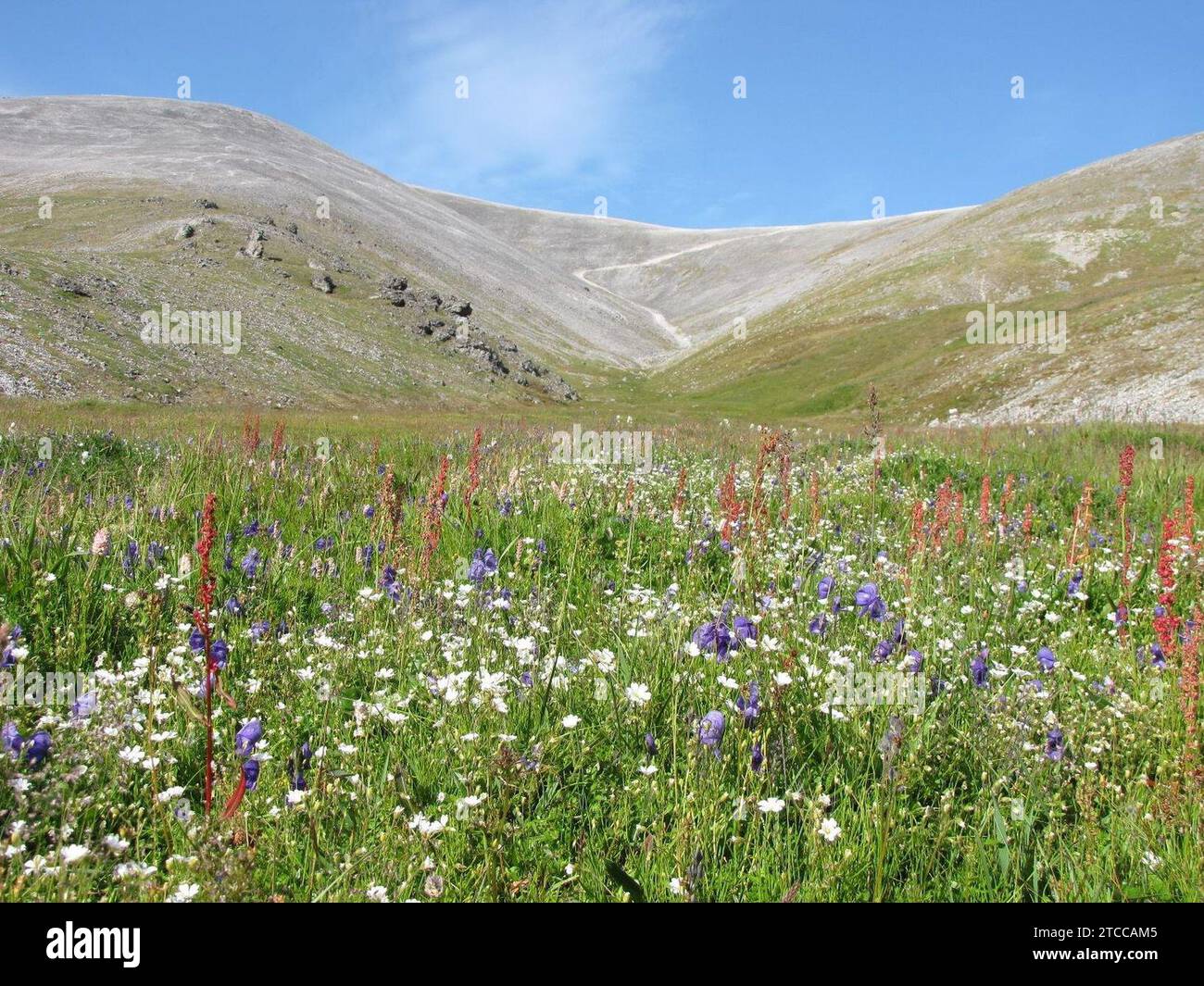 Wildflowers on Cape Lisburne by Dave Kuehn USFWS Stock Photo - Alamy