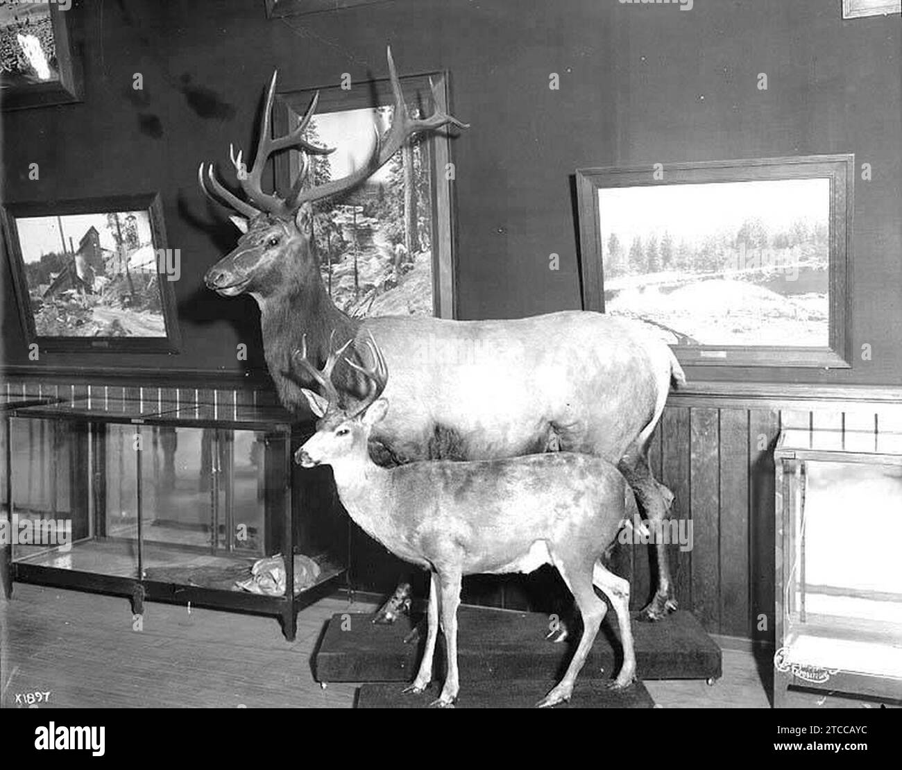 Wildlife exhibit in the Oregon State Building, Alaska Yukon Pacific ...