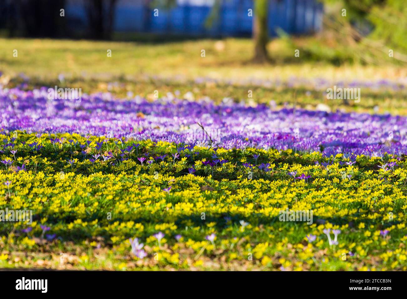 Spring bloomers in the Great Garden Stock Photo - Alamy