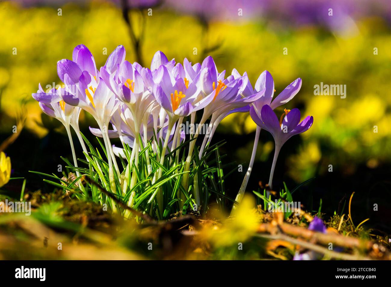 Spring bloomers in the Great Garden Stock Photo - Alamy