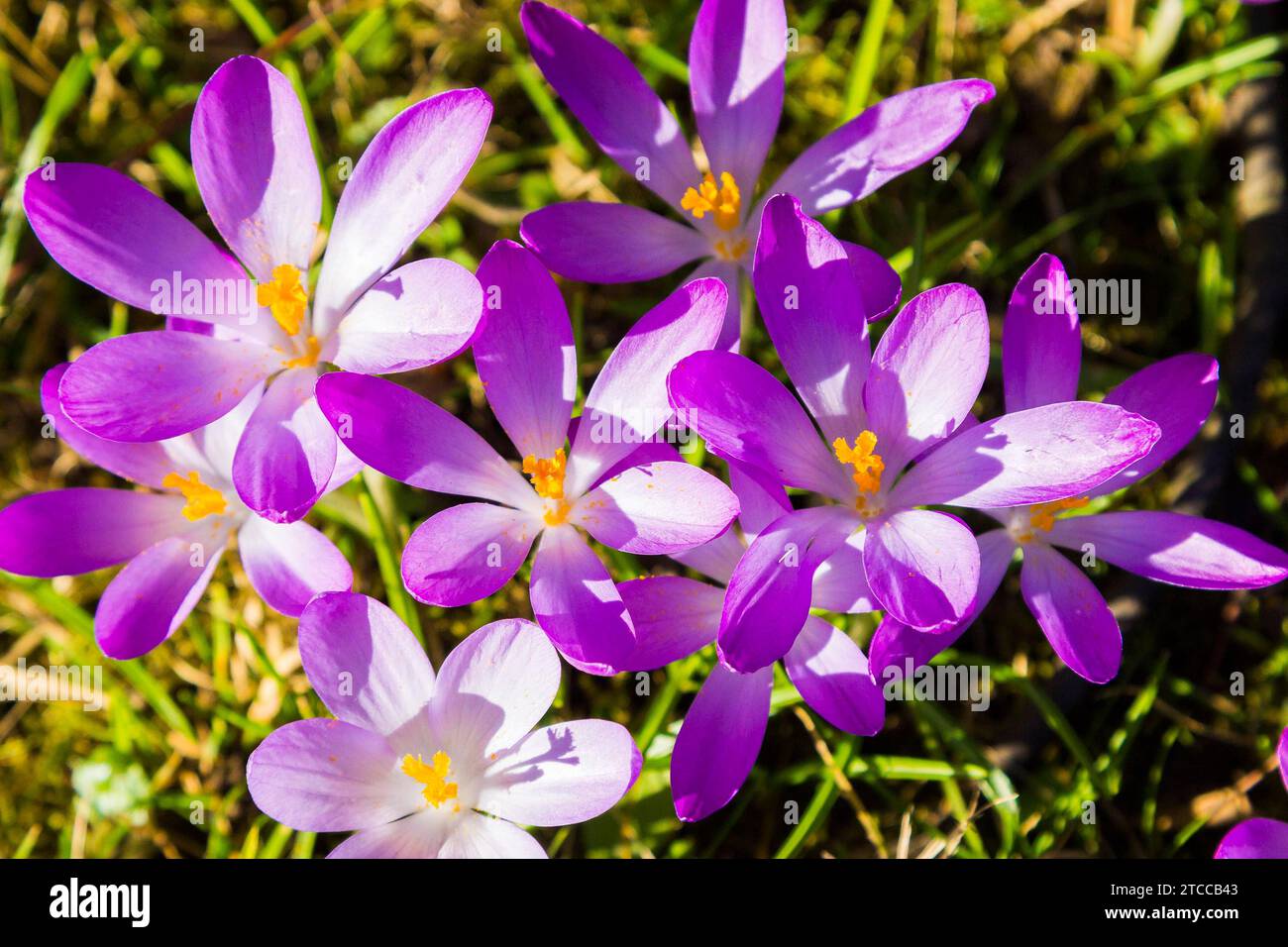 Spring bloomers in the Great Garden Stock Photo - Alamy