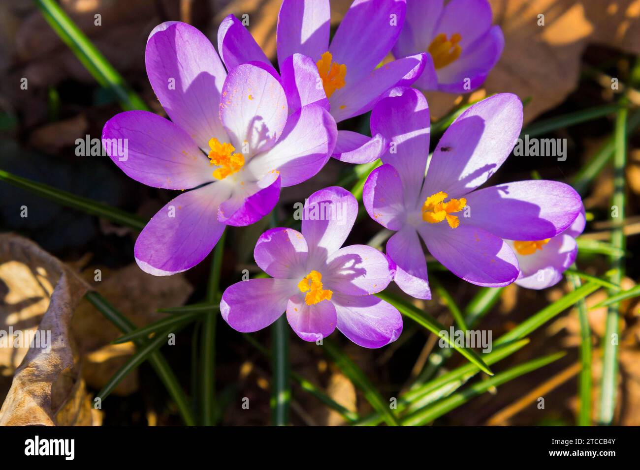 Spring bloomers in the Great Garden Stock Photo - Alamy