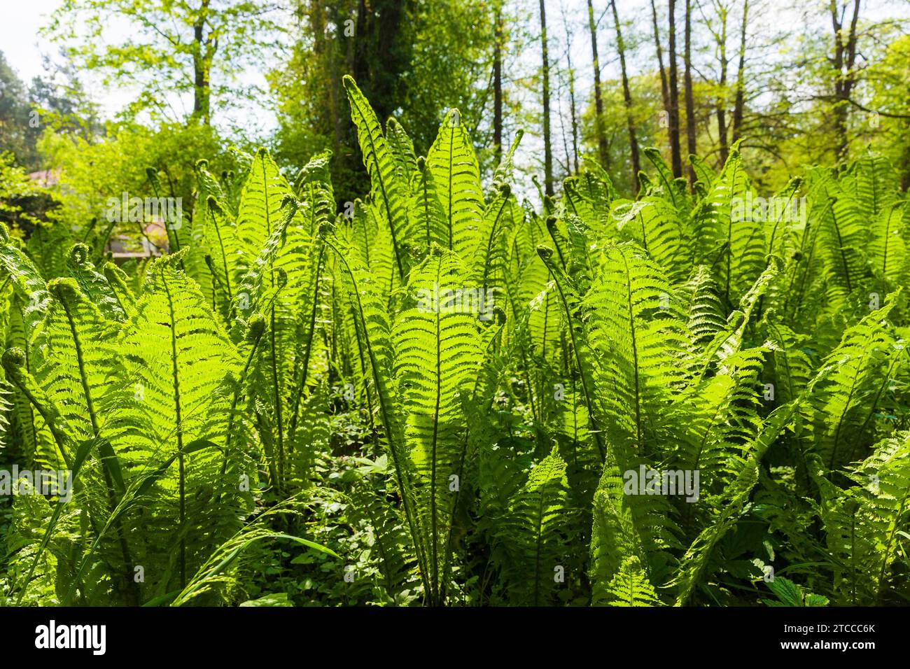 Schoenfeld Castle Park Grossenhain Stock Photo - Alamy