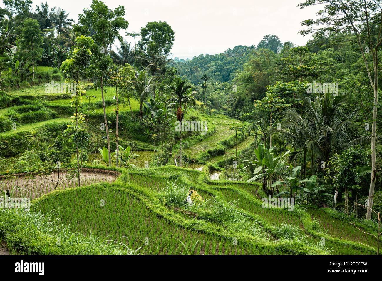 Tetebatu rice fields hi-res stock photography and images - Alamy