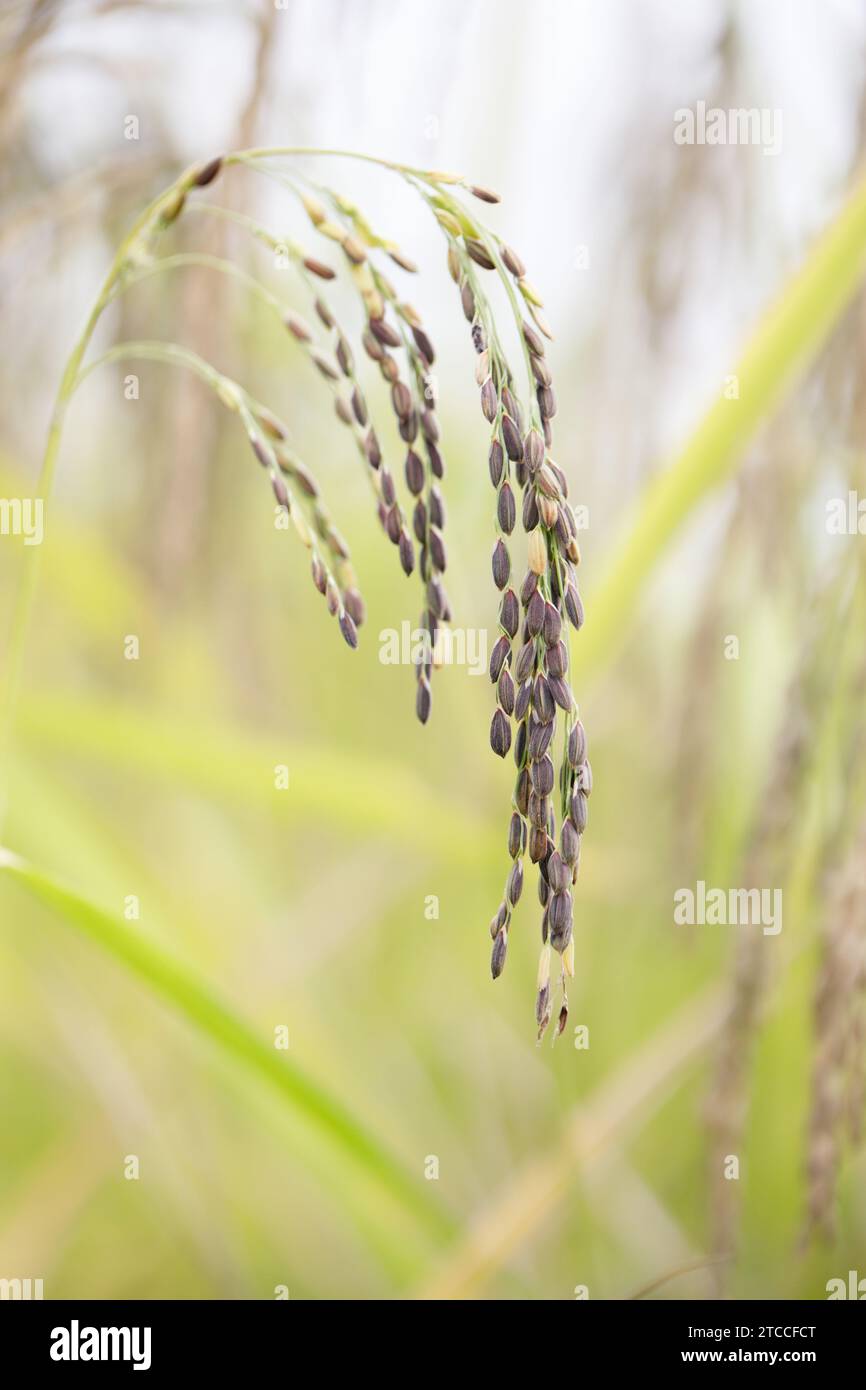 Detailed photo of a culm of rice grass with ripening rice seeds in a ...