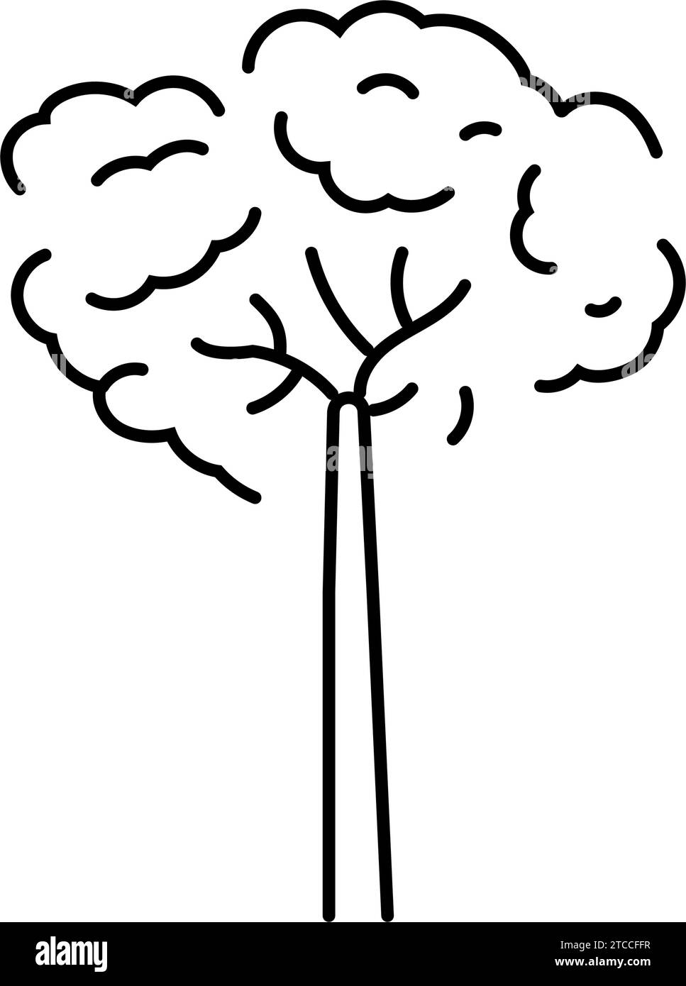 Brazil nut tree amazon rainforest Stock Vector Images - Alamy