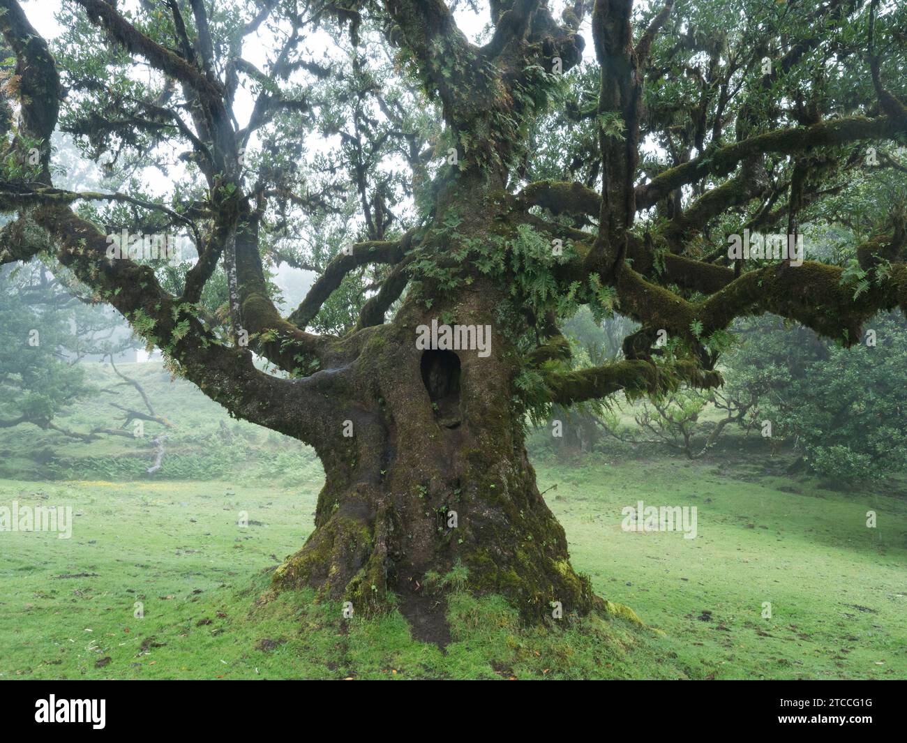 Old bizarre shape mossy stinkwood tree with twisted branches, covered ...