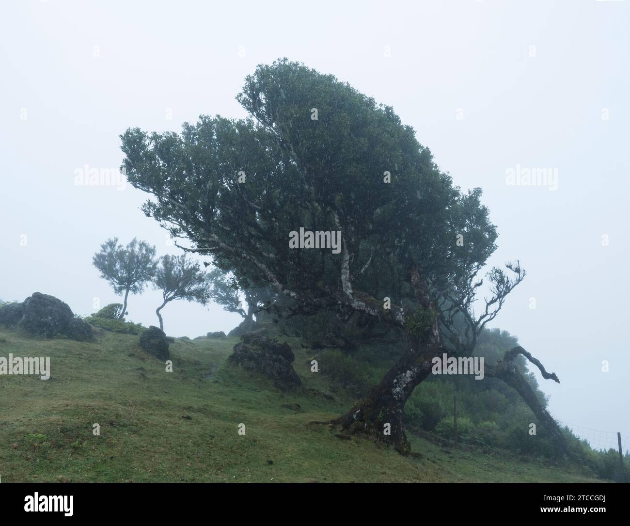 Old bizarre shape mossy crooked stinkwood tree with twisted branches ...