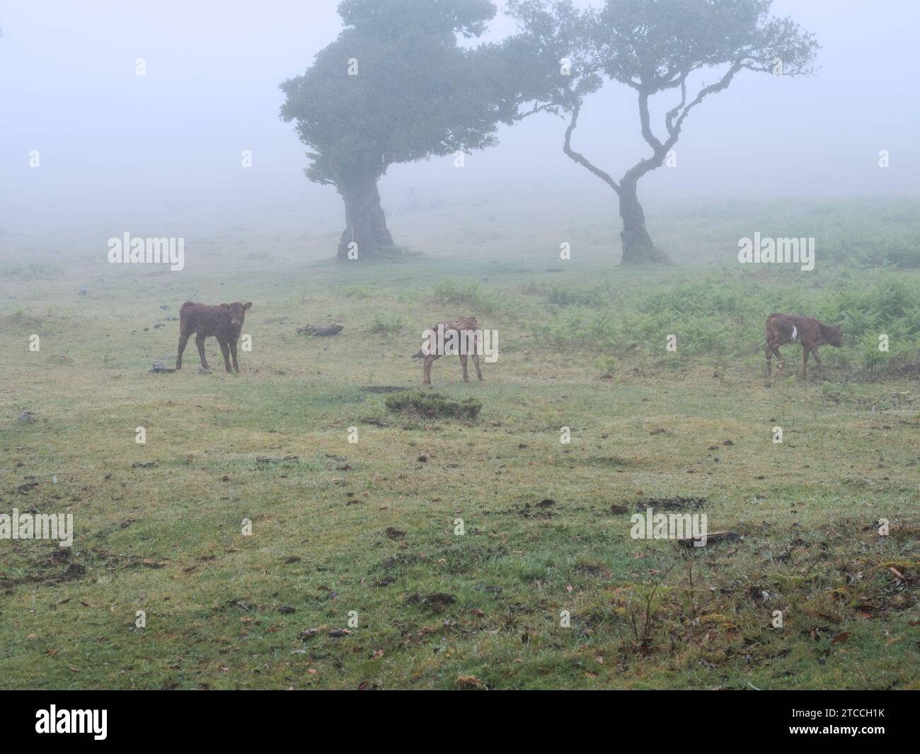 Fanal laurel forest in rain and dense fog with cow calfs and bizarre ...