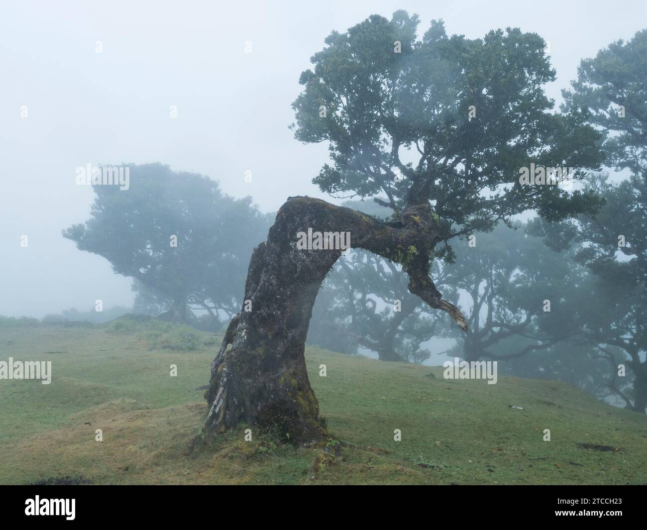 Old bizarre shape mossy crooked stinkwood tree with twisted branches ...