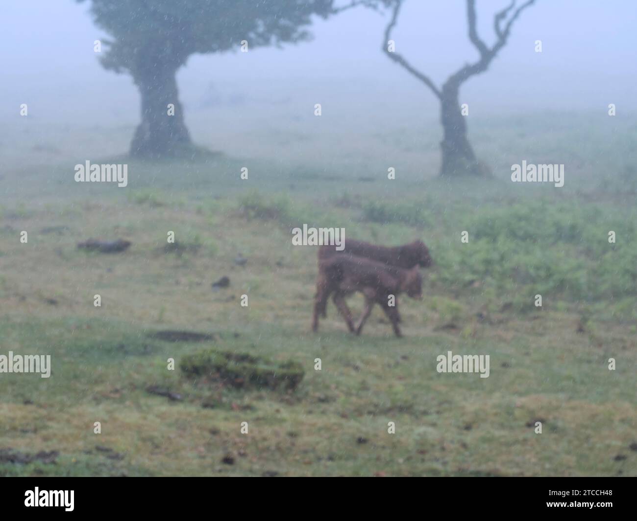 Fanal laurel forest in rain and dense fog with cow calfs and bizarre ...