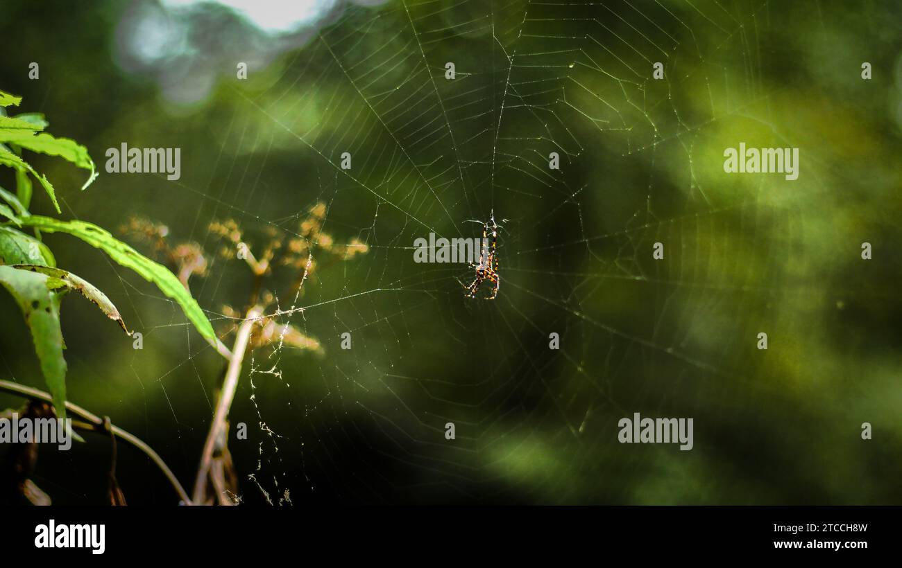 Sticky threads hi-res stock photography and images - Alamy